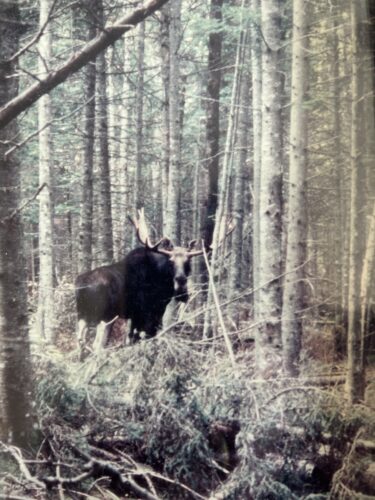 Close Encounter of the Moose Kind